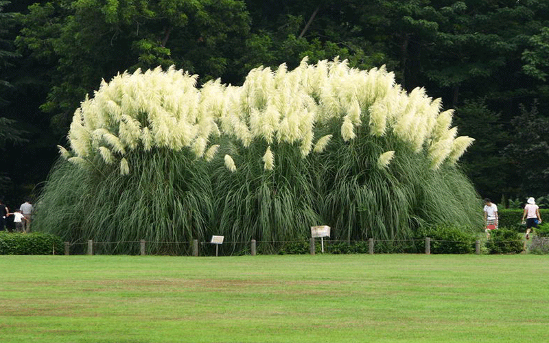 pampas-grass-cape-coral